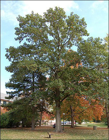 November's Tree of the Month: Swamp White Oak