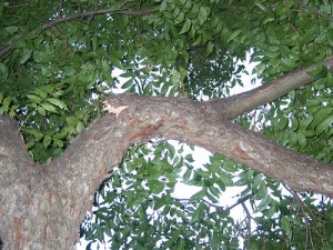 Signs That Your Tree Has a Weak Branch or Limb