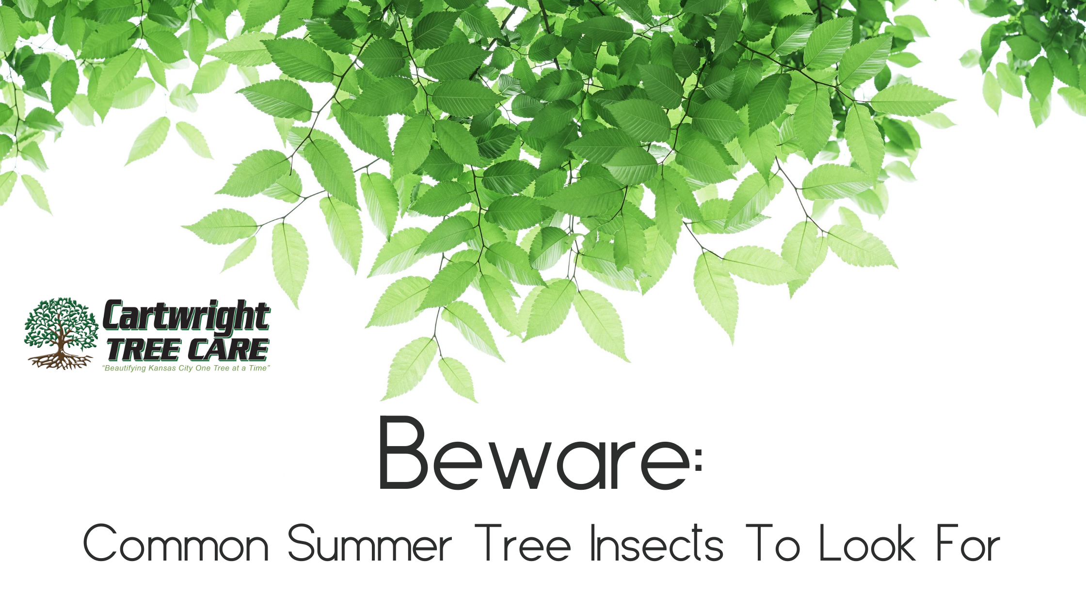 Beware: Common Summer Tree Insects To Look For