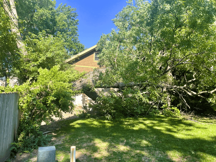 Pre-Storm Tree Care Checklist: