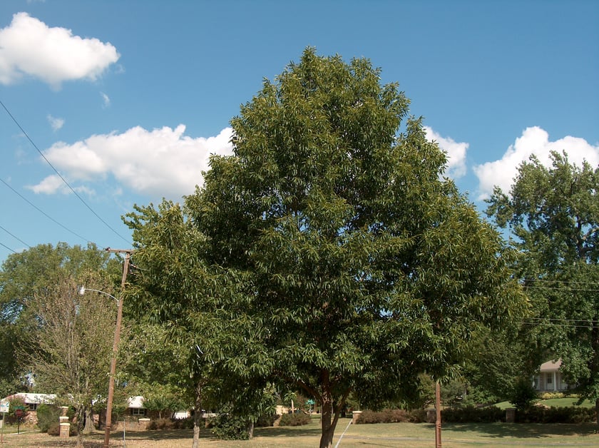 October's Tree of the Month- Sawtooth Oak