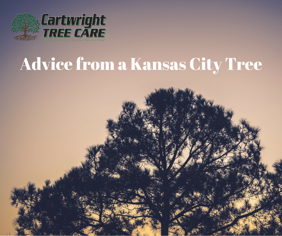 Advice from a Kansas City Tree