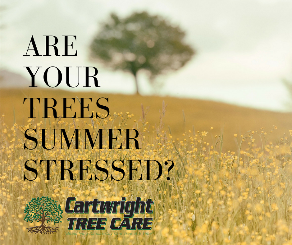 Are Your Kansas City Trees Summer Stressed?