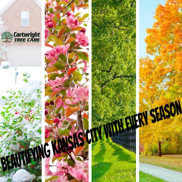 4 Tips to Prepare your Trees for Winter in Kansas City