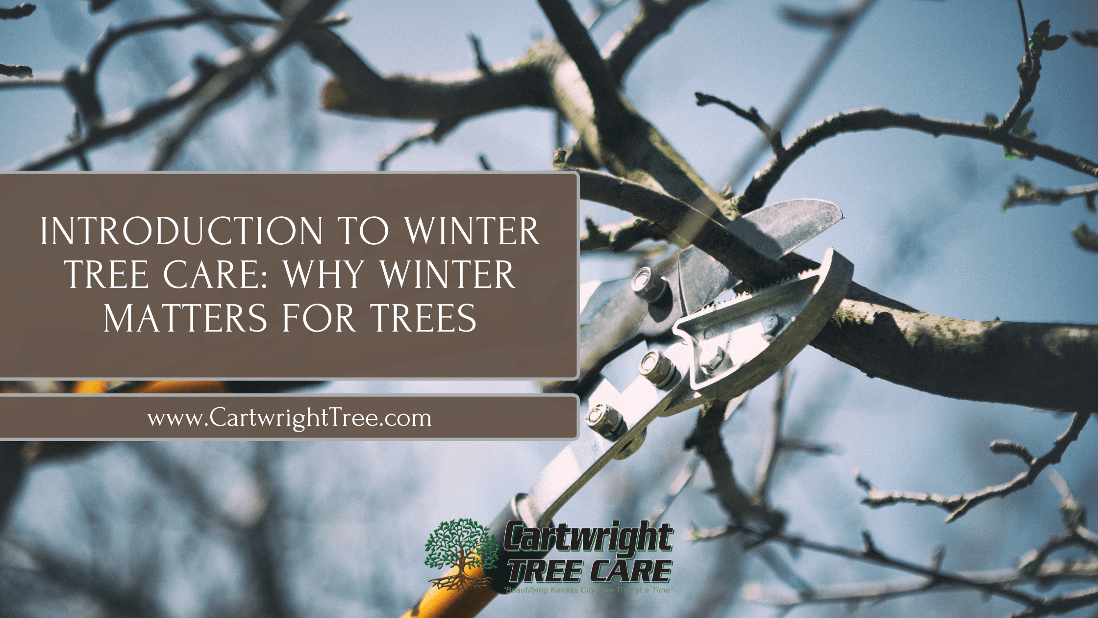 Introduction to Winter Tree Care: Why Winter Matters for Trees