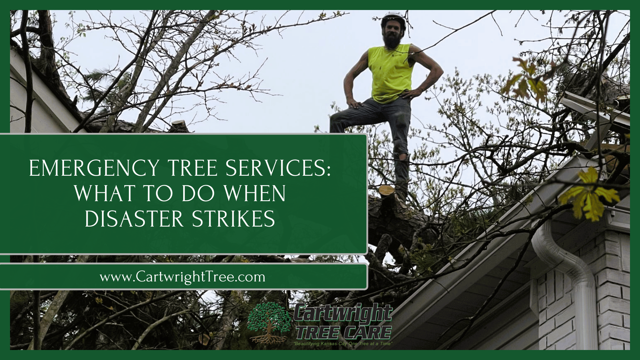 Emergency Tree Services: What To Do When Disaster Strikes
