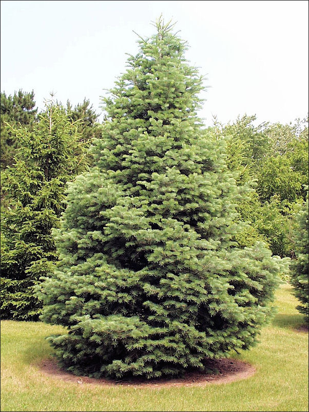 September's Tree of The Month - White Fir