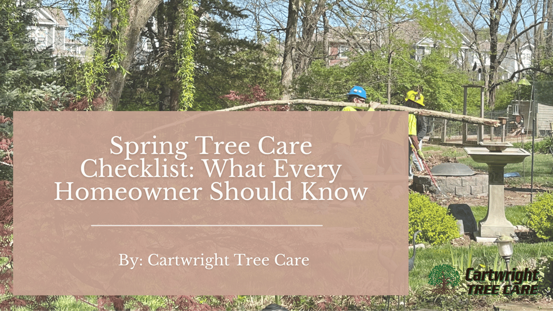 Spring Tree Care Checklist: What Every Homeowner Should Know