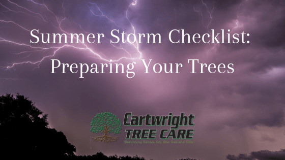 Summer Storm Checklist: Preparing Your Trees