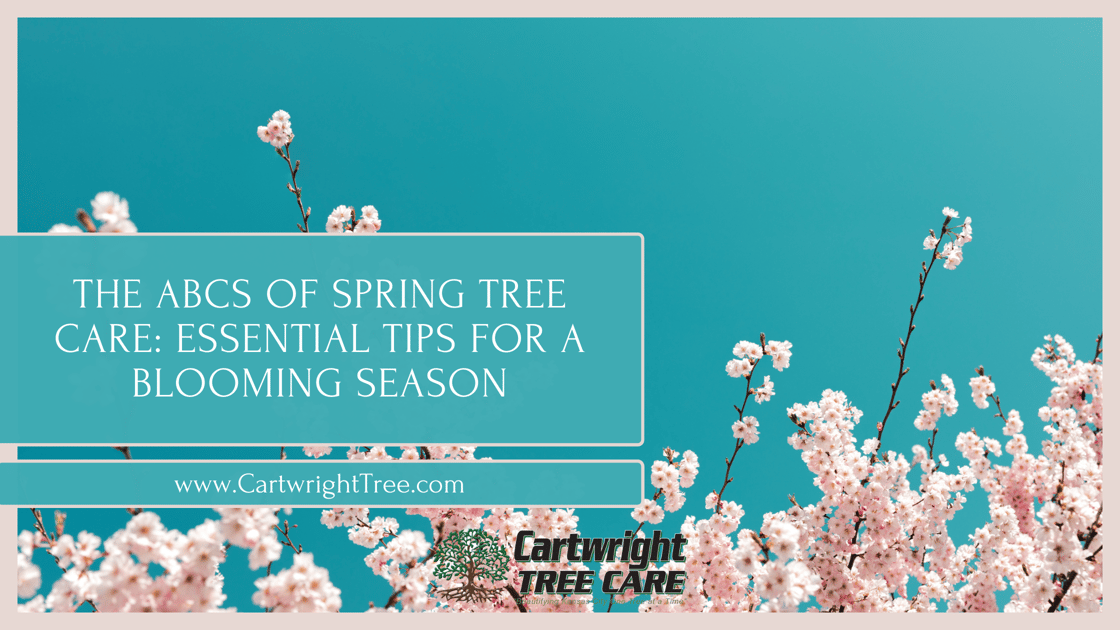 The ABCs of Spring Tree Care: Essential Tips for a Blooming Season