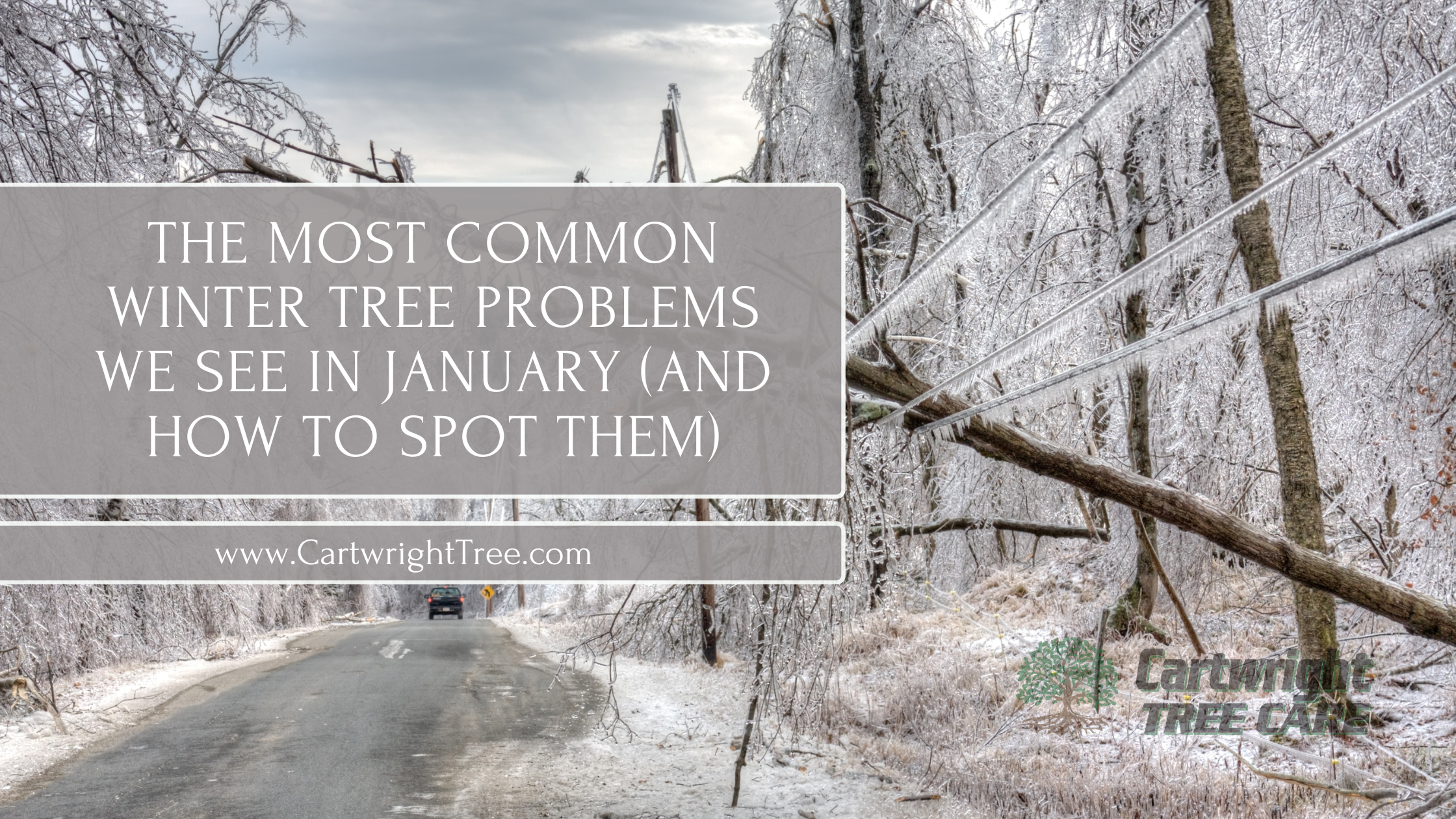 The Most Common Winter Tree Problems We See in January (And How to Spot ...