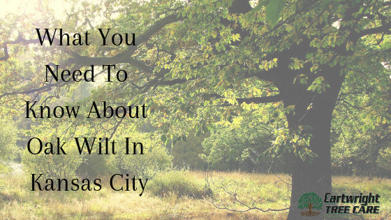 What You Need To Know About Oak Wilt in Kansas City