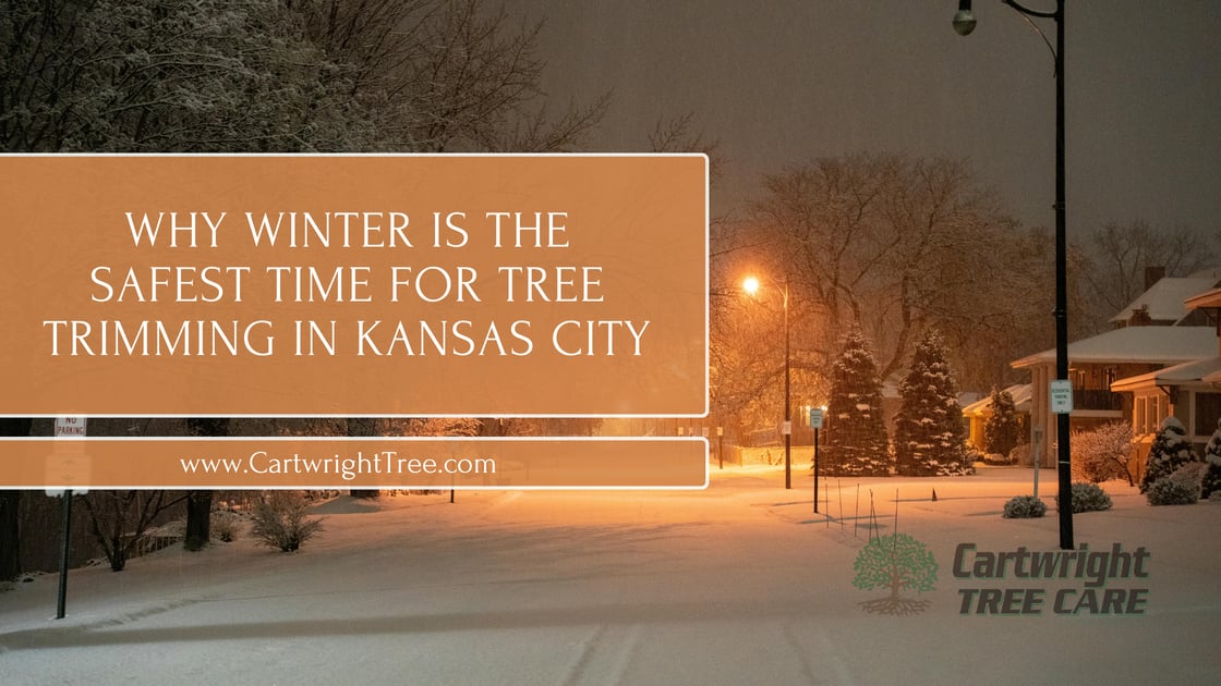 Why Winter Is the Safest Time for Tree Trimming in Kansas City