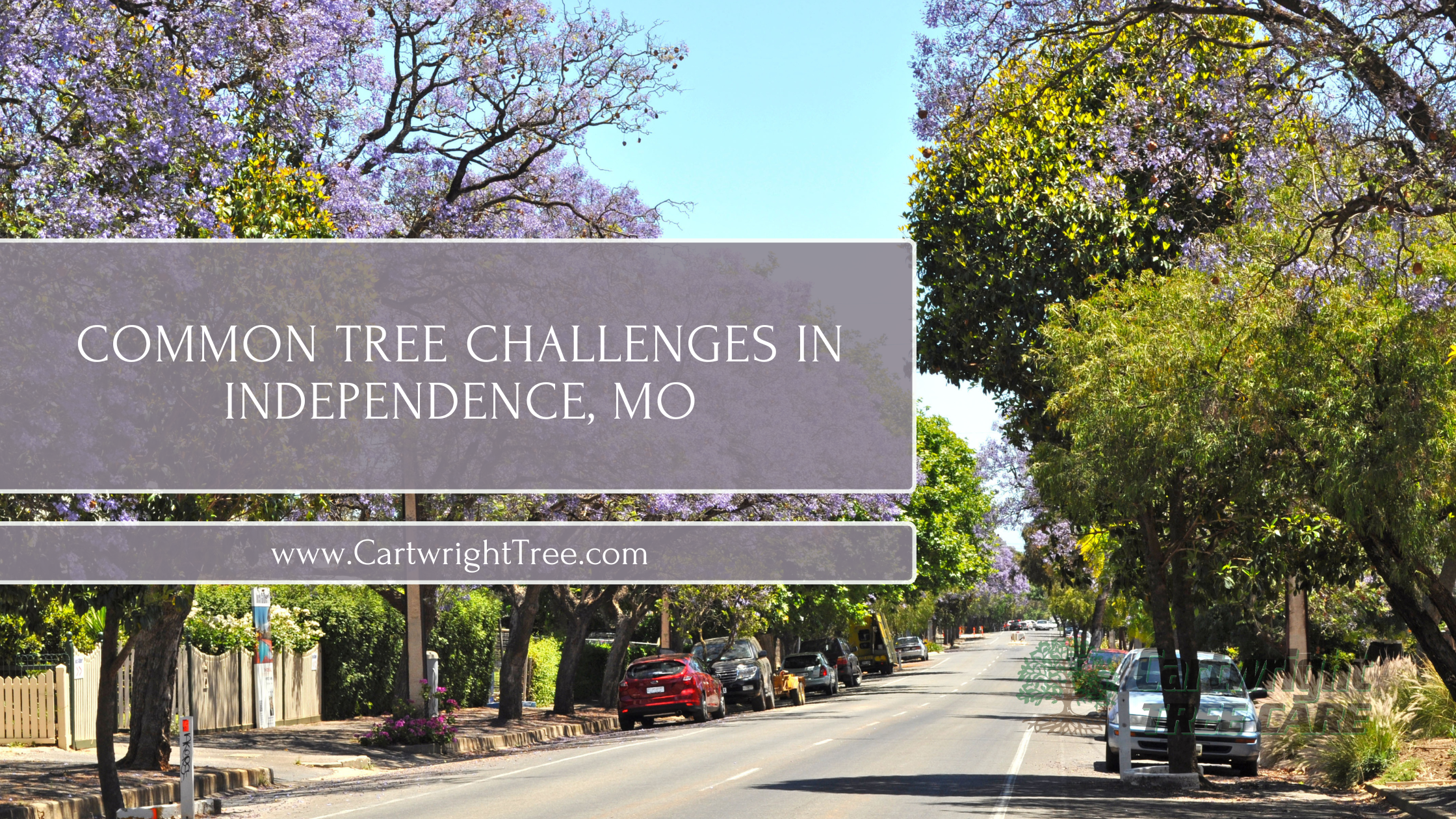 Common Tree Challenges in Independence, MO