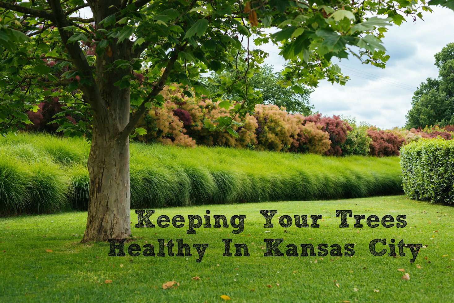 Keeping Your Trees Healthy In Kansas City